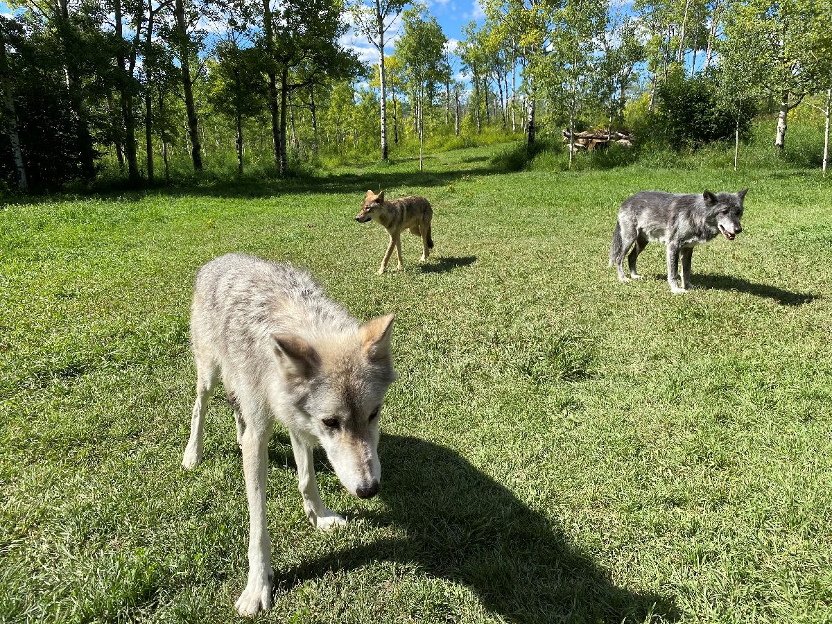 David Irvine - Learning to connect when you’re a lone wolf